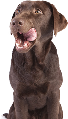 FAQ – Moochi Dog